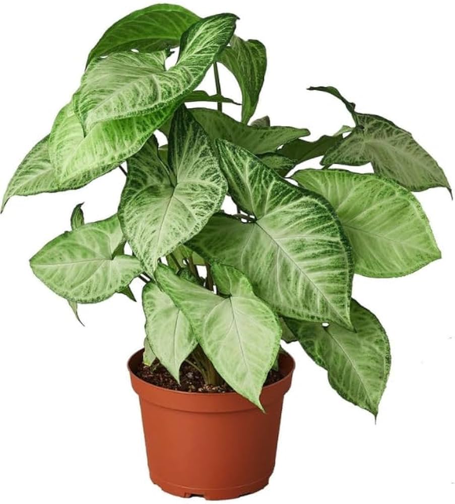Syngonium podophyllum – Singonijum