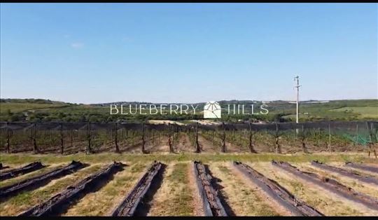 Plac Kosmaj- Blueberry Hills-Sopot