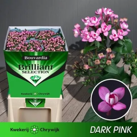BOUVARDIA PINK