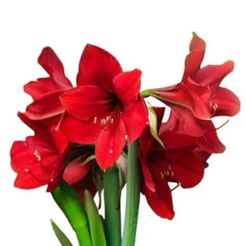 AMARILIS - HIPPEASTRUM