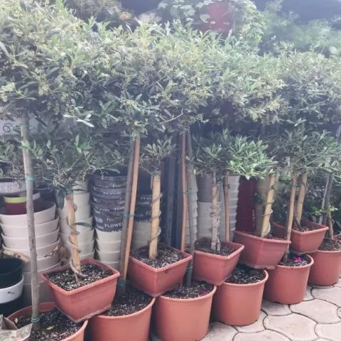 OLEA 26 - DRVO MASLINE
