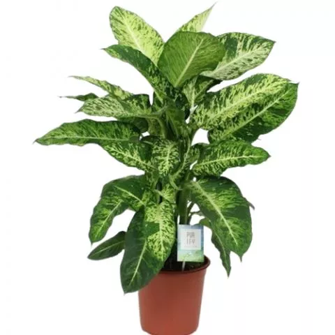DIEFFENBACHIA