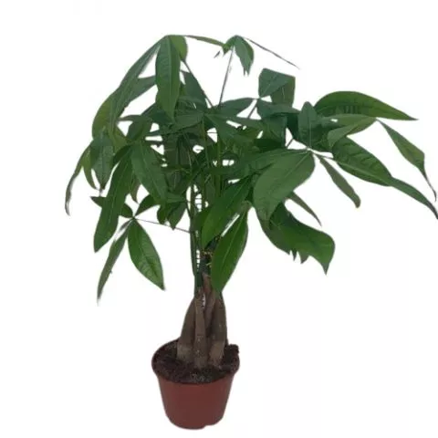 PACHIRA AQUATICA
