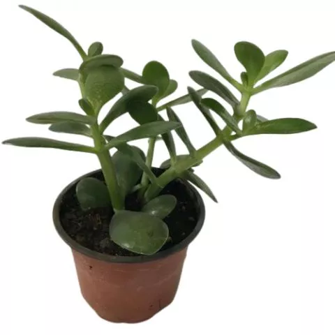CRASSULA OVATA