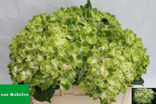 ZELENA HORTENZIJA