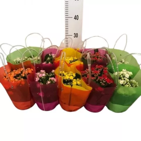 KALANCHOE CALANDIVA
