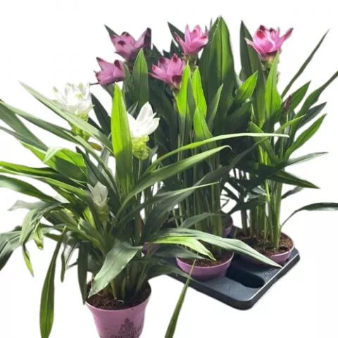 CURCUMA