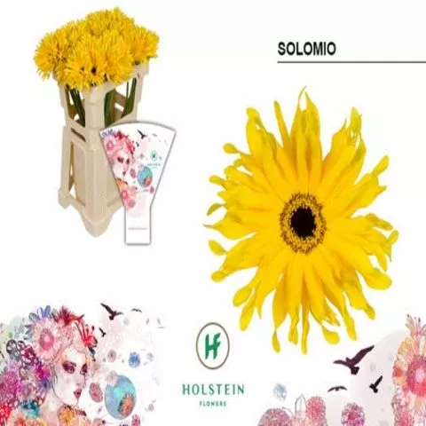 GERBERA LADIES GR SOLOMIO AQUA
