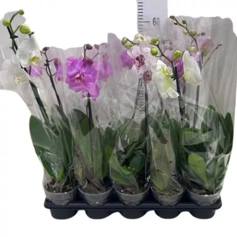 PHALAENOPSIS MIX 1 STAP