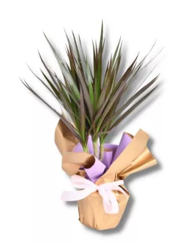 DRACENA