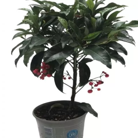 ARDISIA