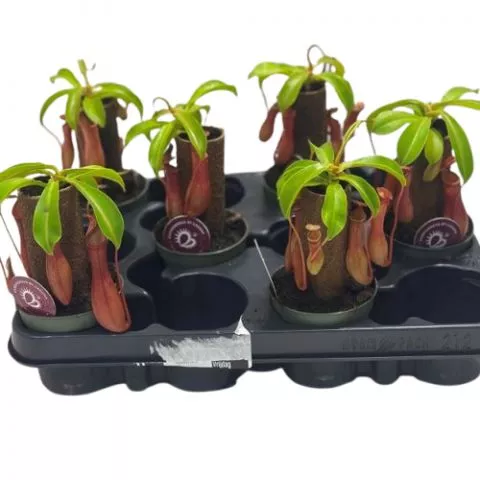 NEPENTHES