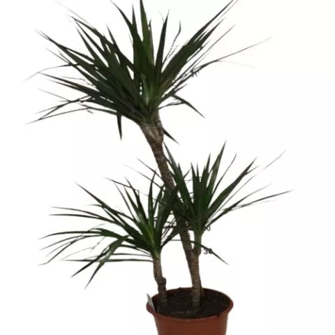 DRACAENA MARGINATA 120 3PP