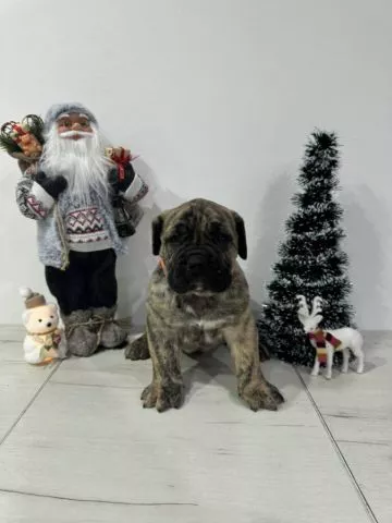 PRECA CANARIO KANARSKA DOGA ŠTENCI