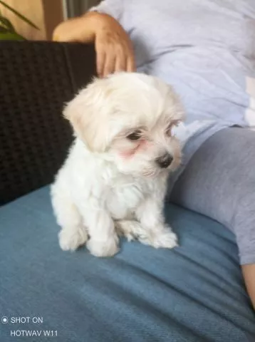 MALTEZER MINI