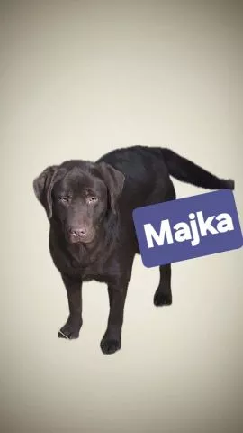 Zenke Labrador Retriver odličnog porekla