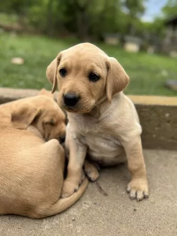 Na prodaju štenci labrador retrivera–vakcinisani i spremni za novi dom!