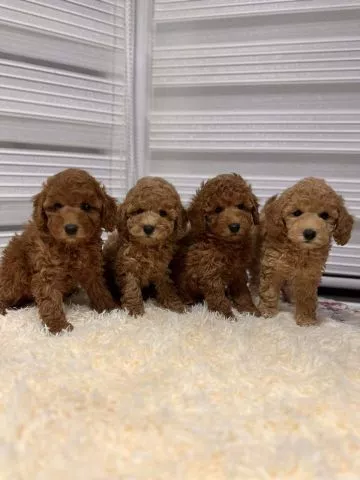 TOY PUDLE