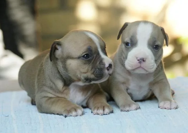 AMERICAN BULLY (AMERIČKI BULI)