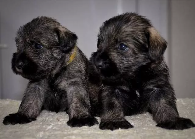 Srednji šnaucer, biber so štenci
