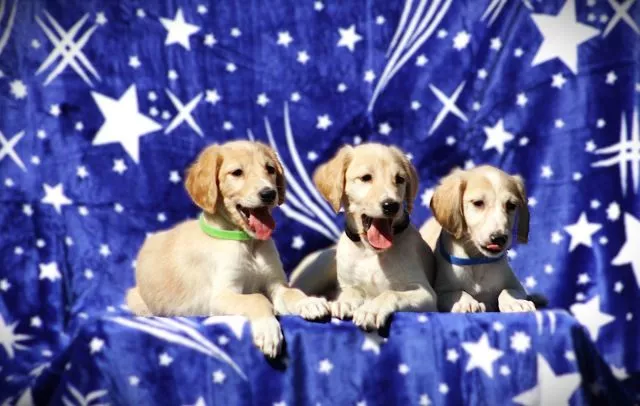 PERSISKI HRT SALUKI