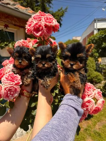 Na prodaju štenci jorkširskog terijera