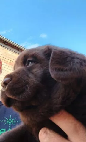 Čokoladni štenci labrador retrivera