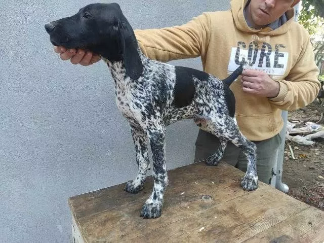 NEMAČKI KRATKODLAKI PTIČAR ŠTENCI