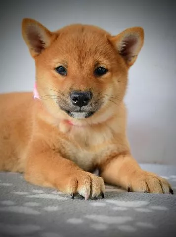 Shiba Inu, Šiba inu štenci