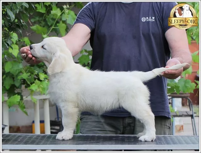 ŠTENCI Zlatni Retriver