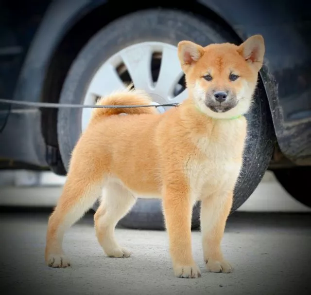 Shiba Inu štenci