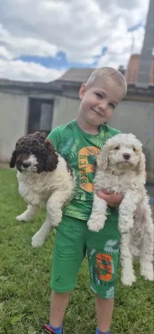 Stenci lagotto romagnolo