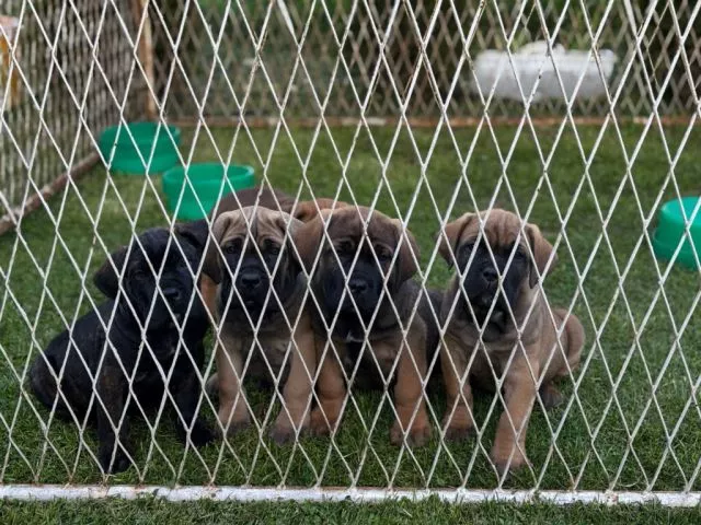 Cane Corso Kane Korso TOP KVALITET