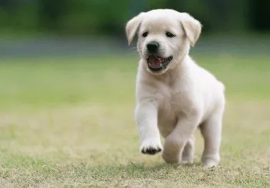 Zlatni retriver i Labrador