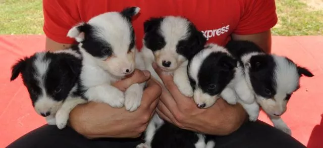 Border Collie štenci