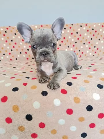 FRANCUSKI BULDOG EXZOTIC