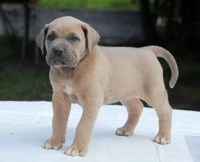 Cane Corso štenci