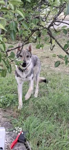 češki vučji pas ženka