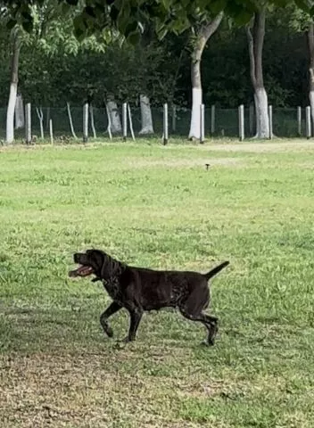 NEMAČKI KRATKODLAKI PTIČAR ŽENKA - NKD