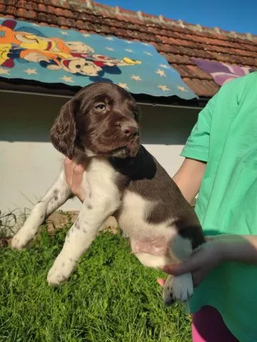 Stenci Malog Minsterlendera