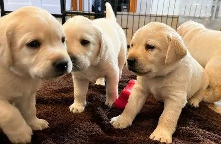 ZLATNI RETRIVER I LABRADOR