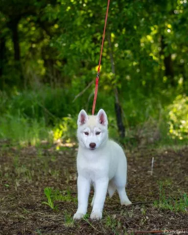 Sibirski Haski prelepi štenci