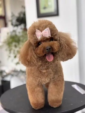 TOY crvene pudle Odgajivacnica Hopy queen poodle