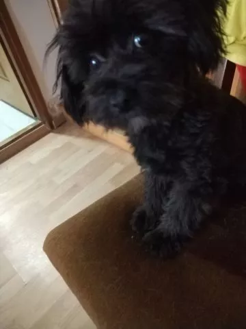 MALTIPOO štene