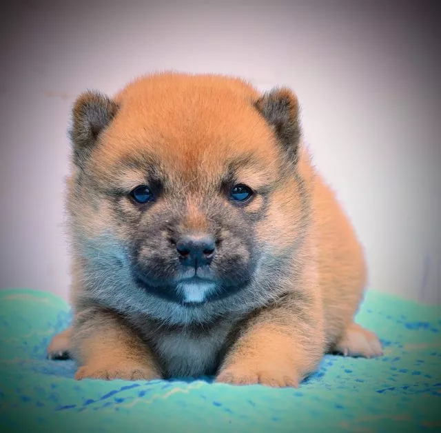 Shiba Inu štenci