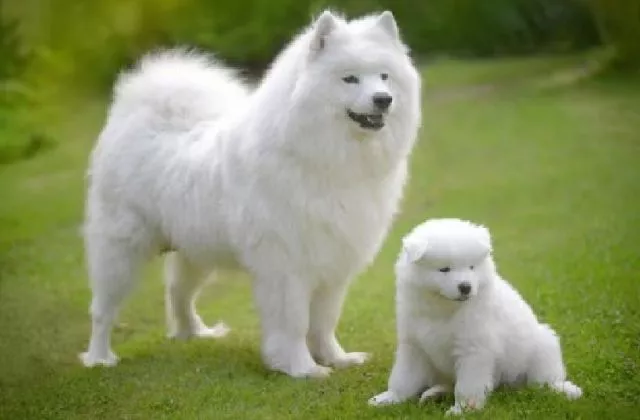 SAMOJED I SIBIRSKI HASKI