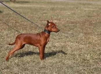 DOBERMAN I PATULJASTI PINC