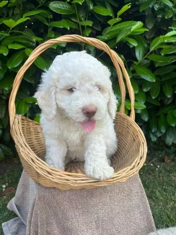 Stenci rase Lagotto Romagnolo, stari 2 meseca.