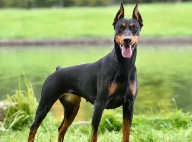 Doberman i Patuljasti pinc