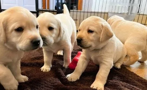Zlatni retriver i Labrador